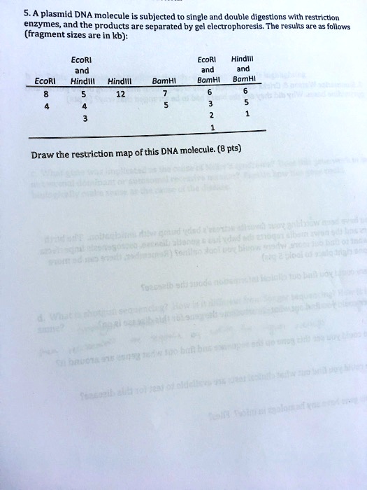 SOLVED: A plasmid DNA molecule is subjected to single and double digestions with restriction ...