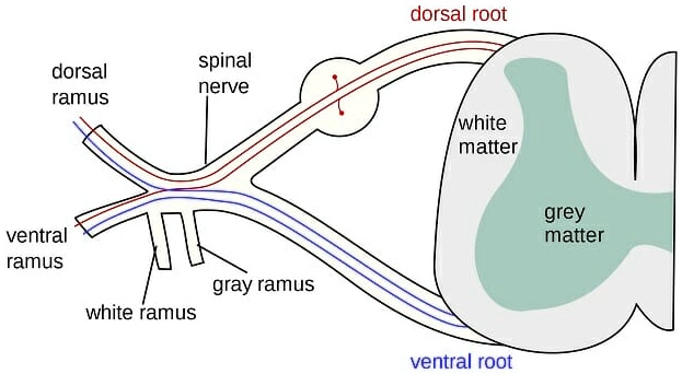 SOLVED: dorsal root dorsal ramus spinal nerve white matter grey matter ...