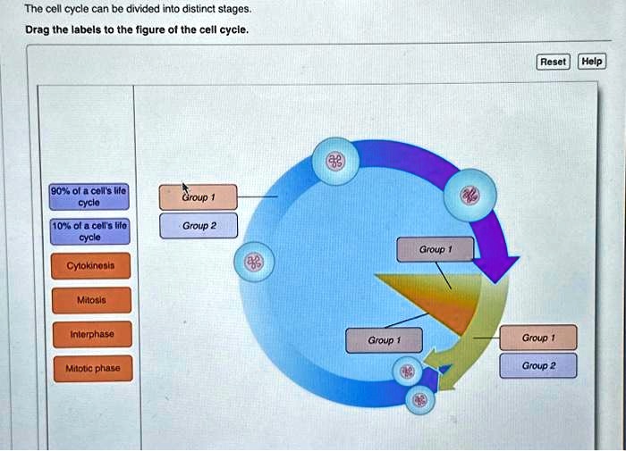 The cell cycle can be divided into distinct stages. Drag the labels to ...