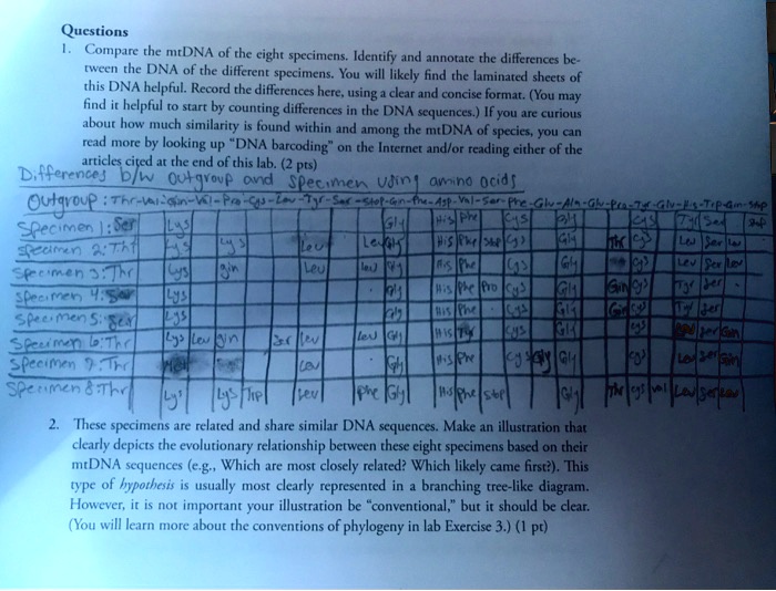 SOLVED: Questions: Compare the mtDNA of the eight specimens. Identify ...
