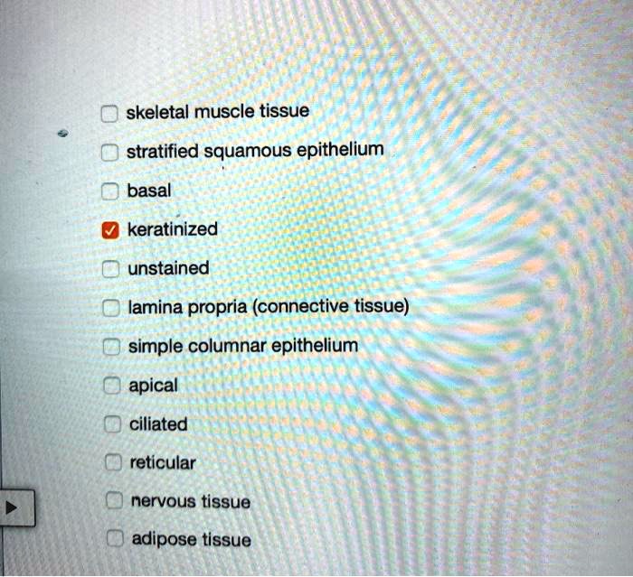 SOLVED: skeletal muscle tissue stratified squamous epithelium basal ...
