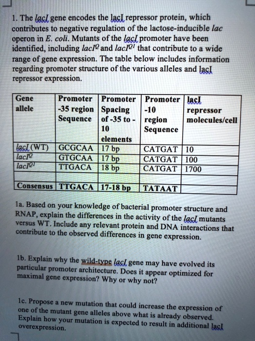 SOLVED: The lacL gene encodes the lac] repressor protein, which ...
