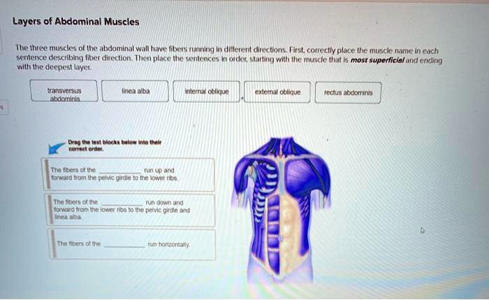 layers of abdominal muscles the three muscles of the abdominal wall ...