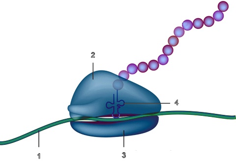 SOLVED: 'Three forms of RNA help build proteins inside cells. Select ...