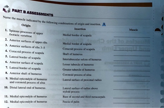 Muscles of the Chest, Shoulder, and Upper Limb: LAB 21 PART B: Name the muscle indicated by the ...