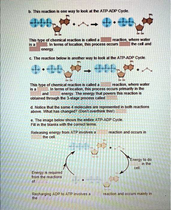 b. This reaction is one way to look at the ATP-ADP Cycle. OH OH This ...