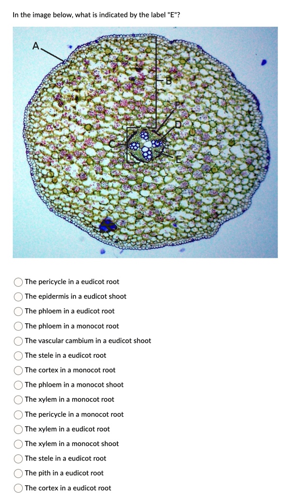 In the image below, what is indicated by the label "E"? The pericycle in a eudicot root ? The ...
