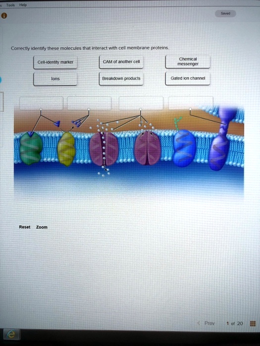 Correctly identify these molecules that interact with cell membrane ...
