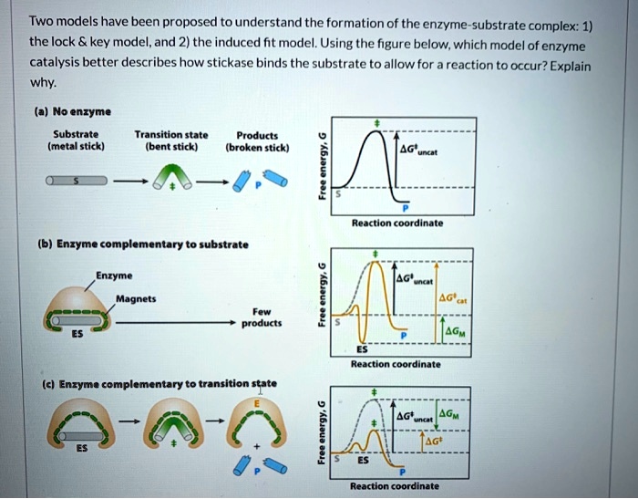 SOLVED: Two models have been proposed to understand the formation of ...