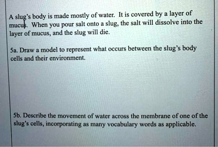 SOLVED:A slug's body is made mostly of water: It is covered by & layer ...