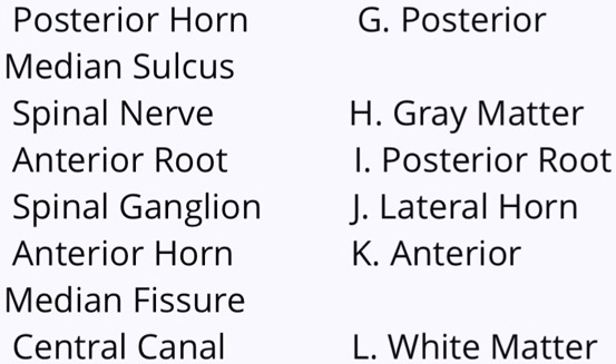 Posterior Horn Median Sulcus Spinal Nerve Anterior Root Spinal Ganglion ...