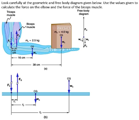 Look carefully at the geometric and free body diagram given below. Use ...