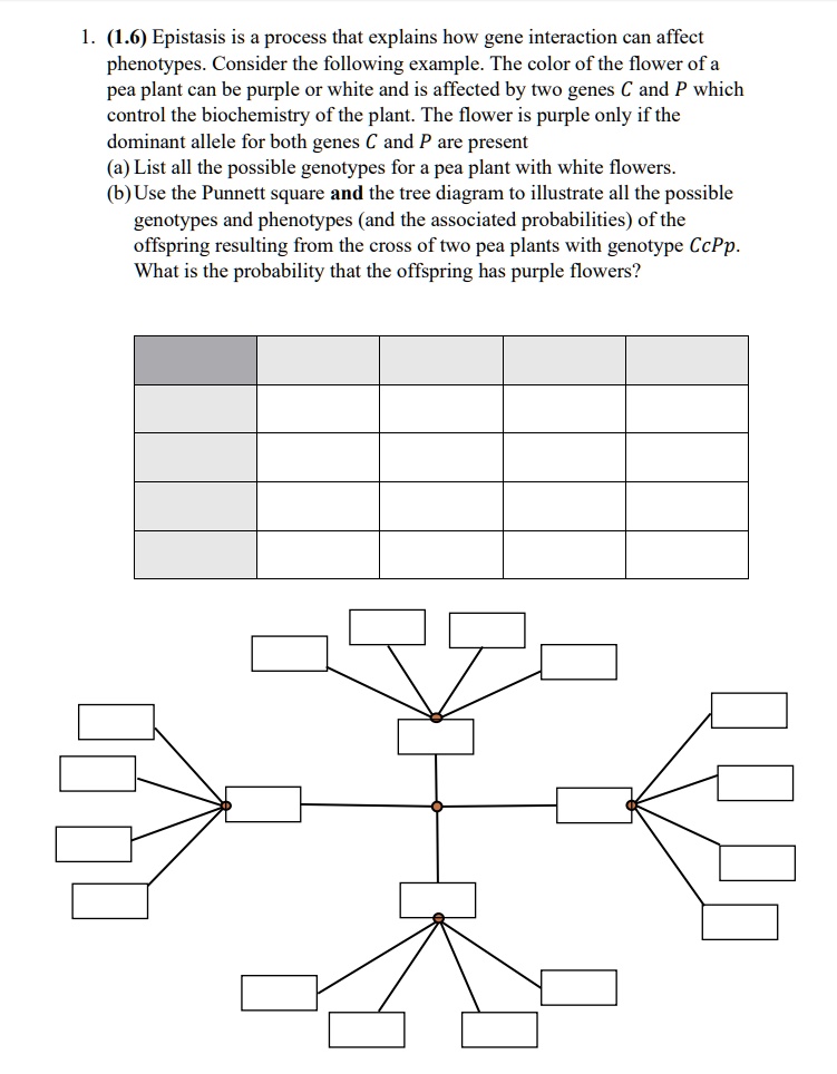 SOLVED:(1.6) Epistasis is process that explains how gene interaction ...