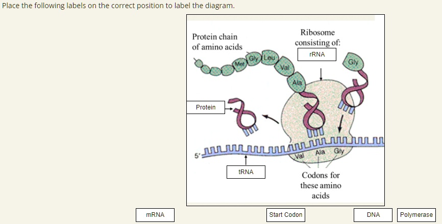 Place the following labels on the correct position to label the diagram ...
