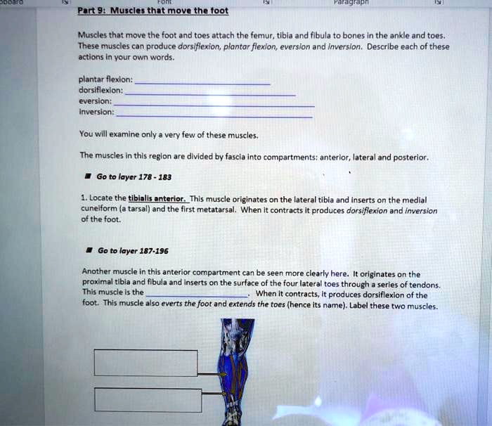 SOLVED: Part 9: Muscles that move the foot Muscles that move the foot ...