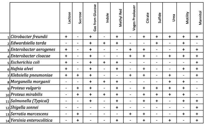 Enterobacter Cloacae Catalase Test