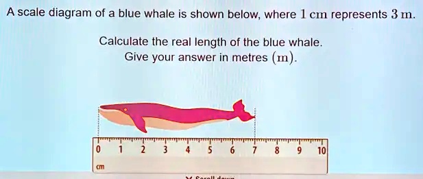 A scale diagram of a blue whale is shown below, where 1 cm represents 3 ...