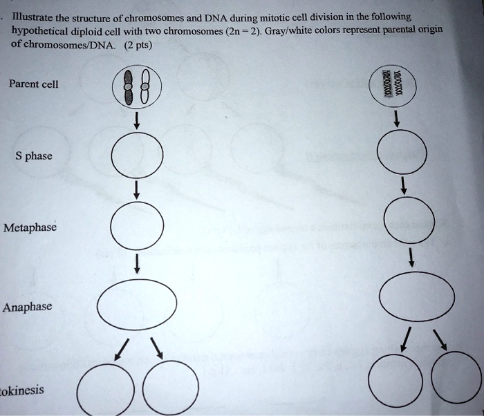 Illustrate the structure of chromosomes and DNA during mitotic cell ...