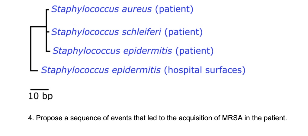 staphylococcus aureus patient staphylococcus schleiferi patient ...