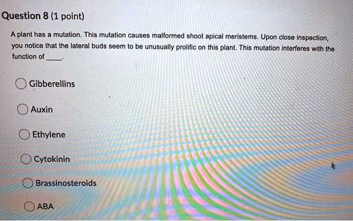 Solved Question 8 1 Point A Plant Has Mutation This Mutation Causes Malformed Shoot Apical