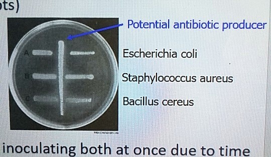 SOLVED: Potential antibiotic producer: Escherichia coli Staphylococcus ...