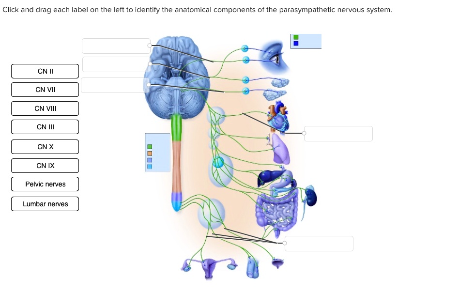 [GET ANSWER] Click and drag each label on the left to identify the anatomical components of the ...