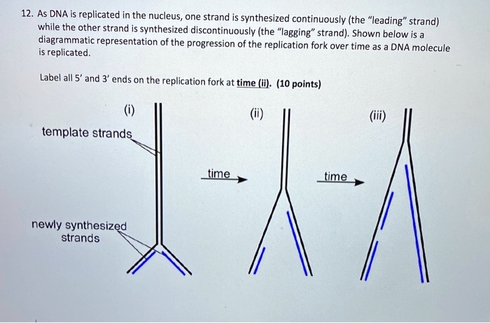 SOLVED: As DNA is replicated in the nucleus, one strand is synthesized ...