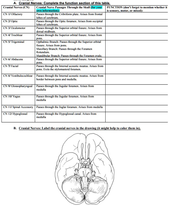A. Cranial Nerves: Complete the function section of this table. Cranial ...