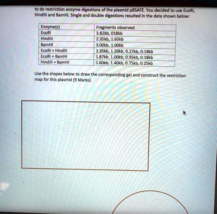 todo restriction enzyme digestions of the plasmid pbsafe you decided to use ecori hindiil and ...