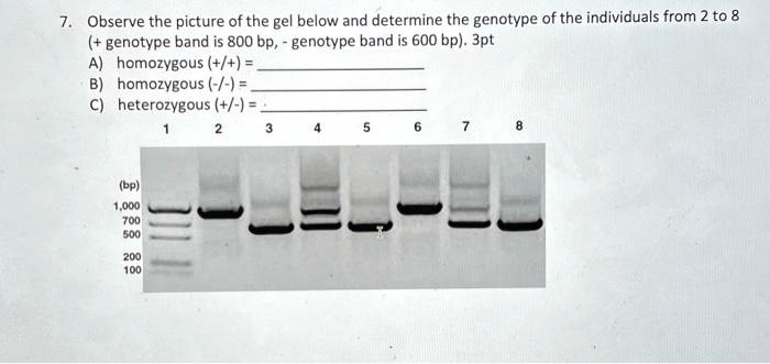 SOLVED: 7. Observe the picture of the gel below and determine the genotype of the individuals ...