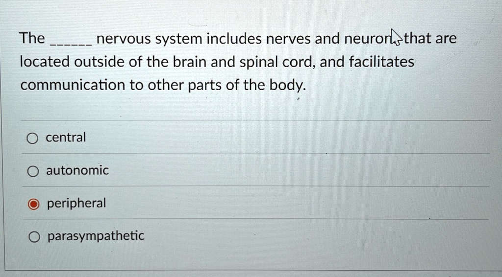 The nervous system includes nerves and neurons that are located outside ...