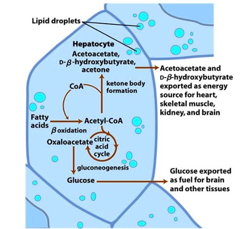 SOLVED: Lipid droplets Hepatocyte Acetoacetate; D-B-hydroxybutyrate ...