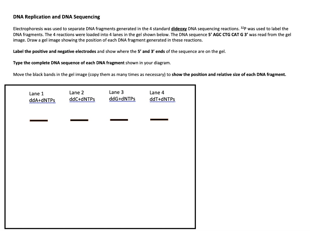 SOLVED: Text: DNA Replication and DNA Sequencing Electrophoresis was ...
