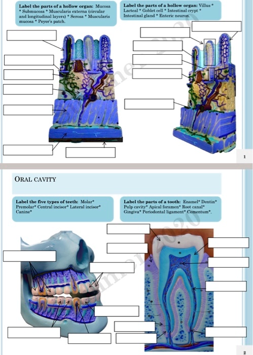 Label the parts of a hollow organ: Mucosa Submucosa Muscularis externa ...