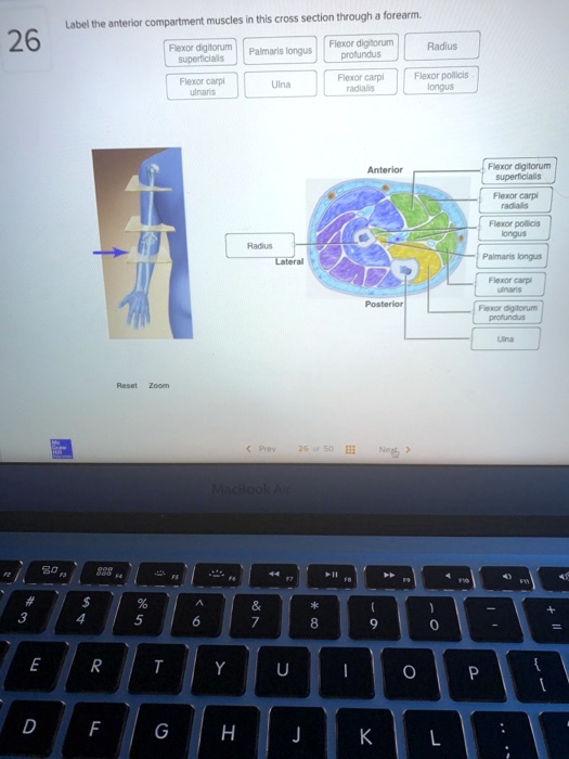 26 Label the anterior compartment muscles in this cross section through ...