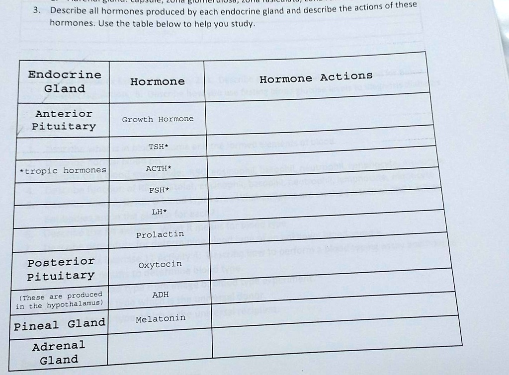 3. Describe all hormones produced by each endocrine gland and describe ...