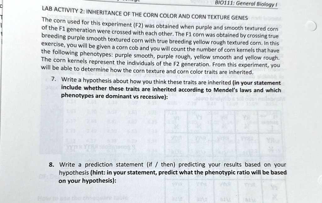 [GET ANSWER] lab activity 2 inheritance of the corn color and corn ...