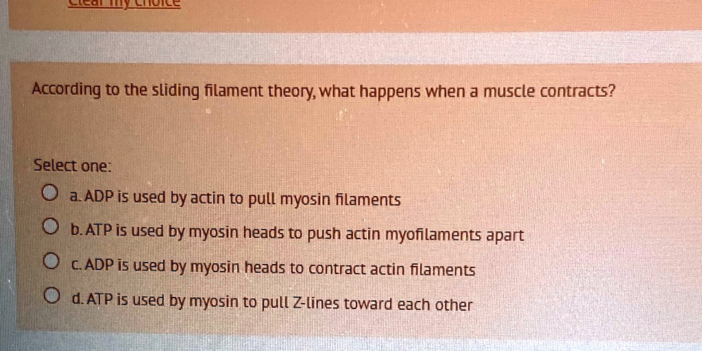 According to the sliding filament theory, what happens when a muscle ...
