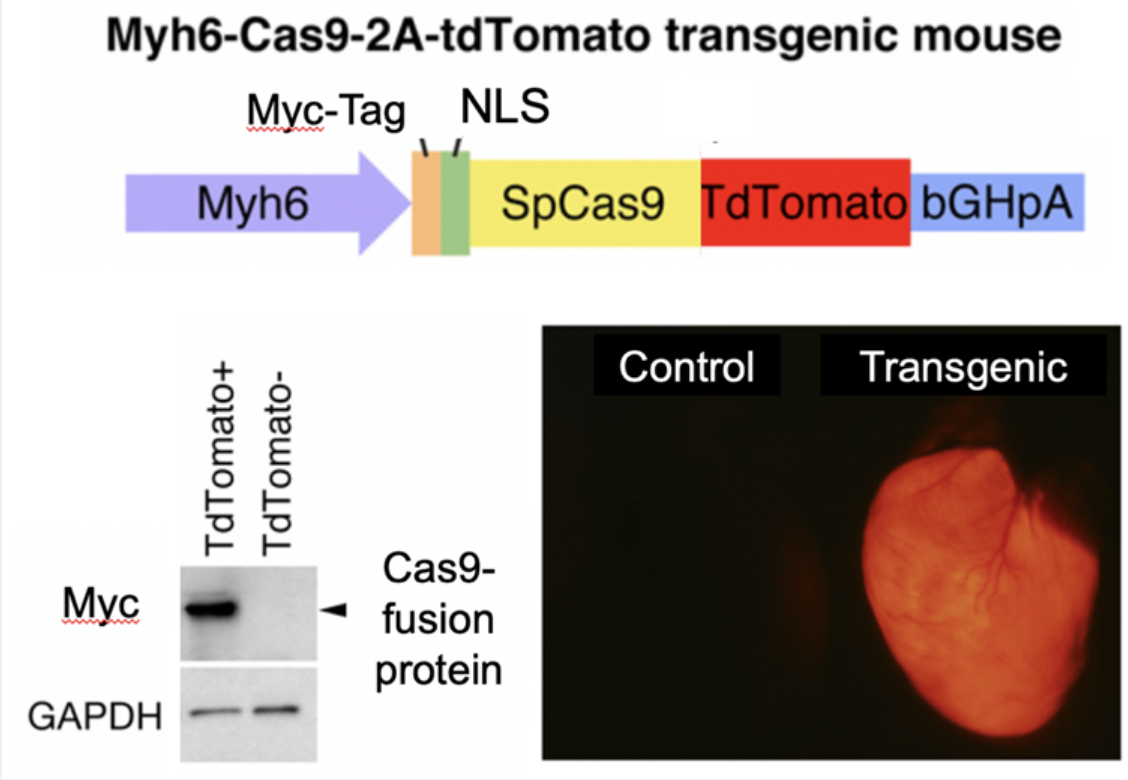 SOLVED: Myh6-Cas9-2A-tdTomato transgenic mouse Myc-Tag NLS