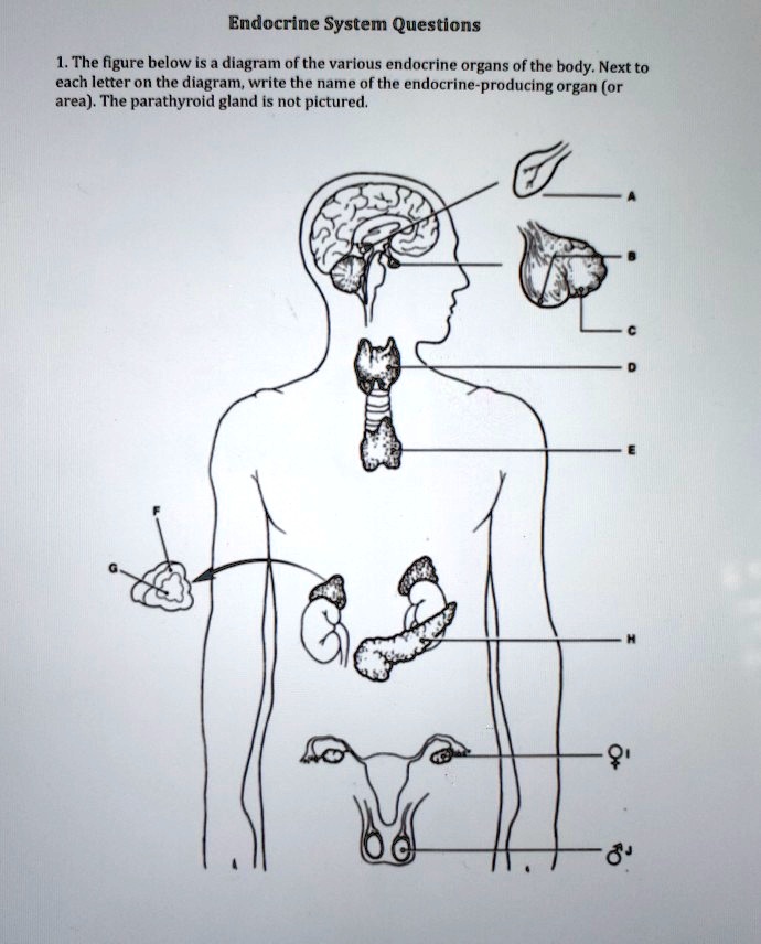 endocrine system questions the figure below is a diagram of the various ...