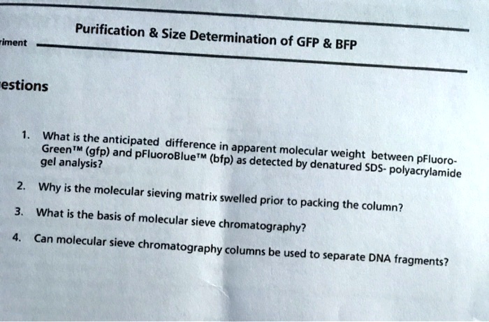iment purification size determination of gfp bfp estions gvbet is the ...