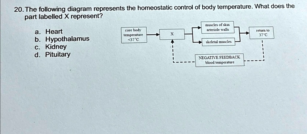 20. The following diagram represents the homeostatic control of body temperature. What does the ...