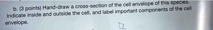 please answer this b 3 points hand draw a cross section of the cell ...