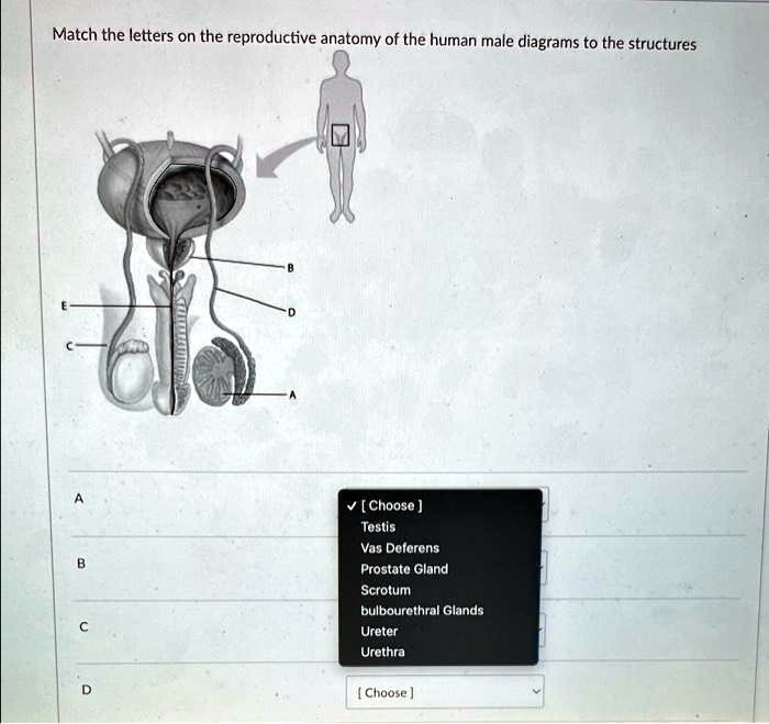 Match the letters on the reproductive anatomy of the human male ...