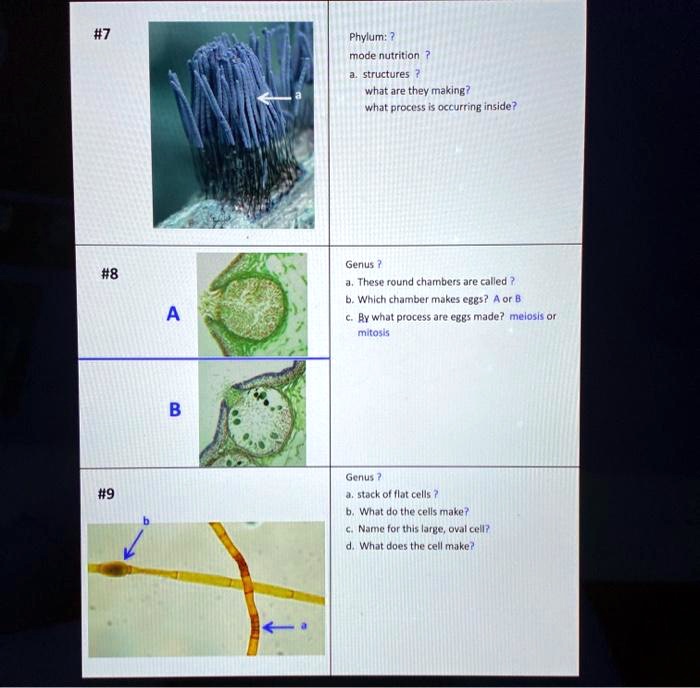 SOLVED: Phylum: Mollusca Nutrition Circulation What are they taking ...