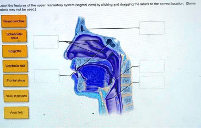 Label the features of the upper respiratory system (sagittal view) by ...