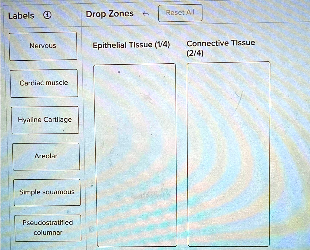 labels i drop zones epithelial tissue 14 connective tissue 24 hyaline ...