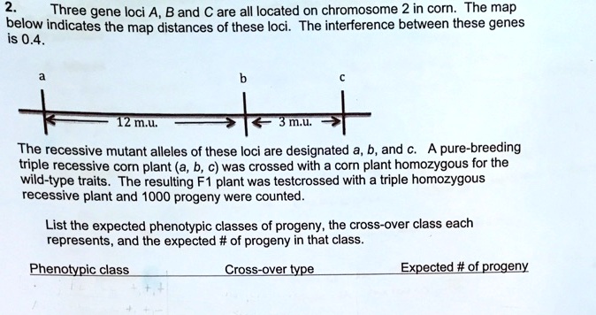 Solved Three Gene Loci A B And C Are All Located On Chromosome 2 In