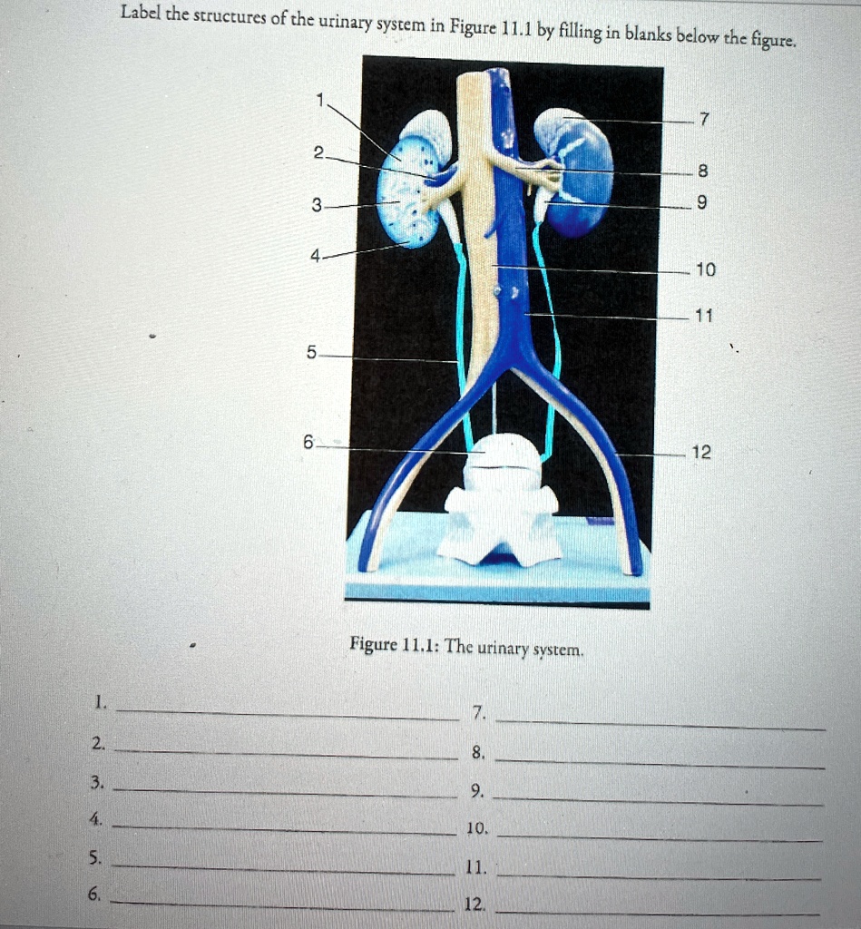 Label the structures of the urinary system in Figure 11.1 by filling in ...