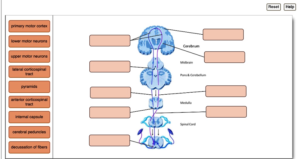 primary motor cortex lower motor neurons upper motor neurons lateral ...